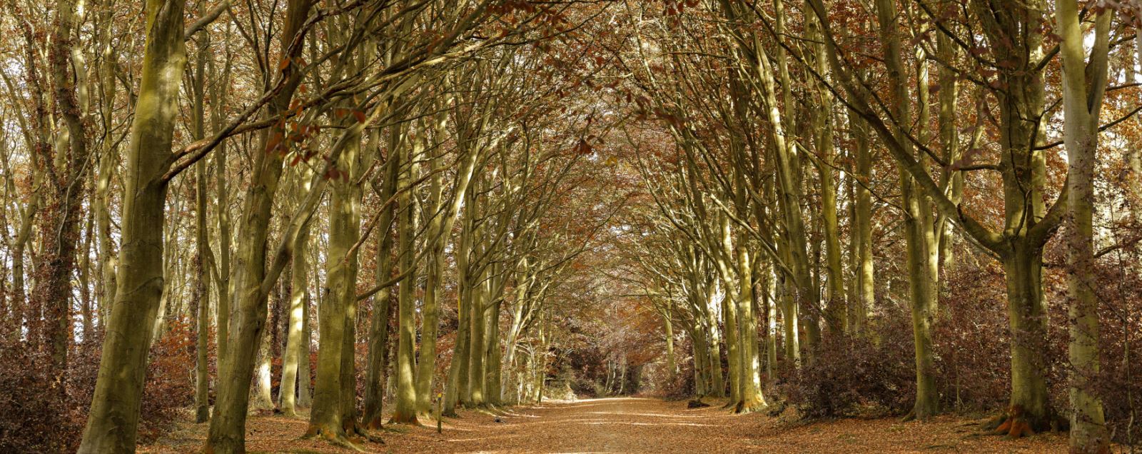 North Walsham - North Norfolk